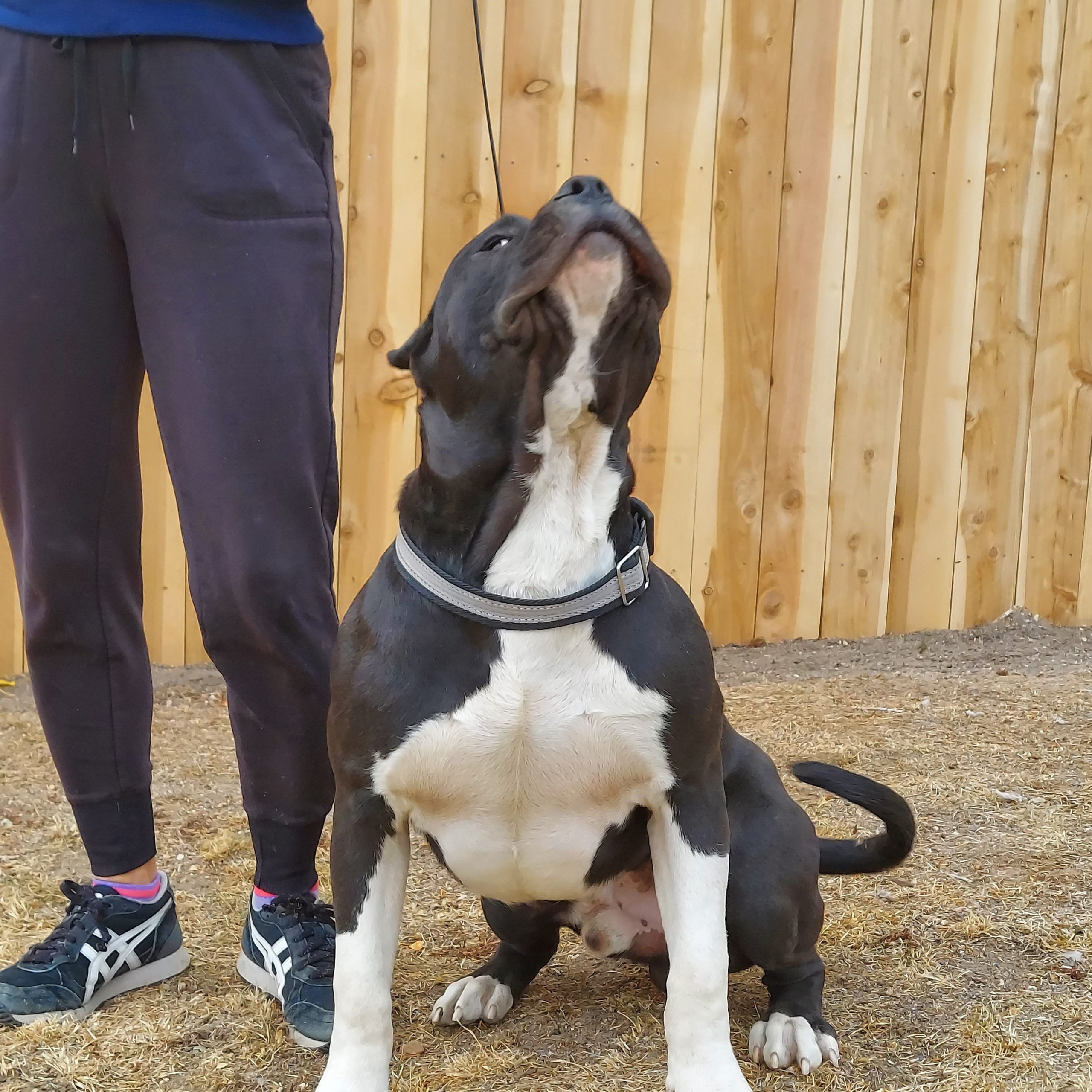 Productions ⋆ Fuller Built Bully Kennels