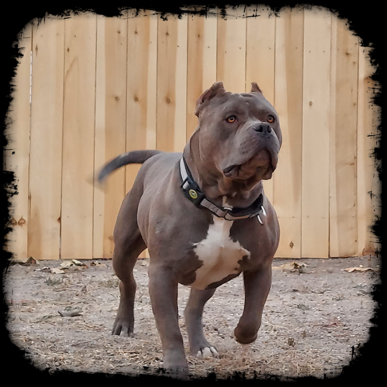 Titan - Fuller Built Bully Kennels