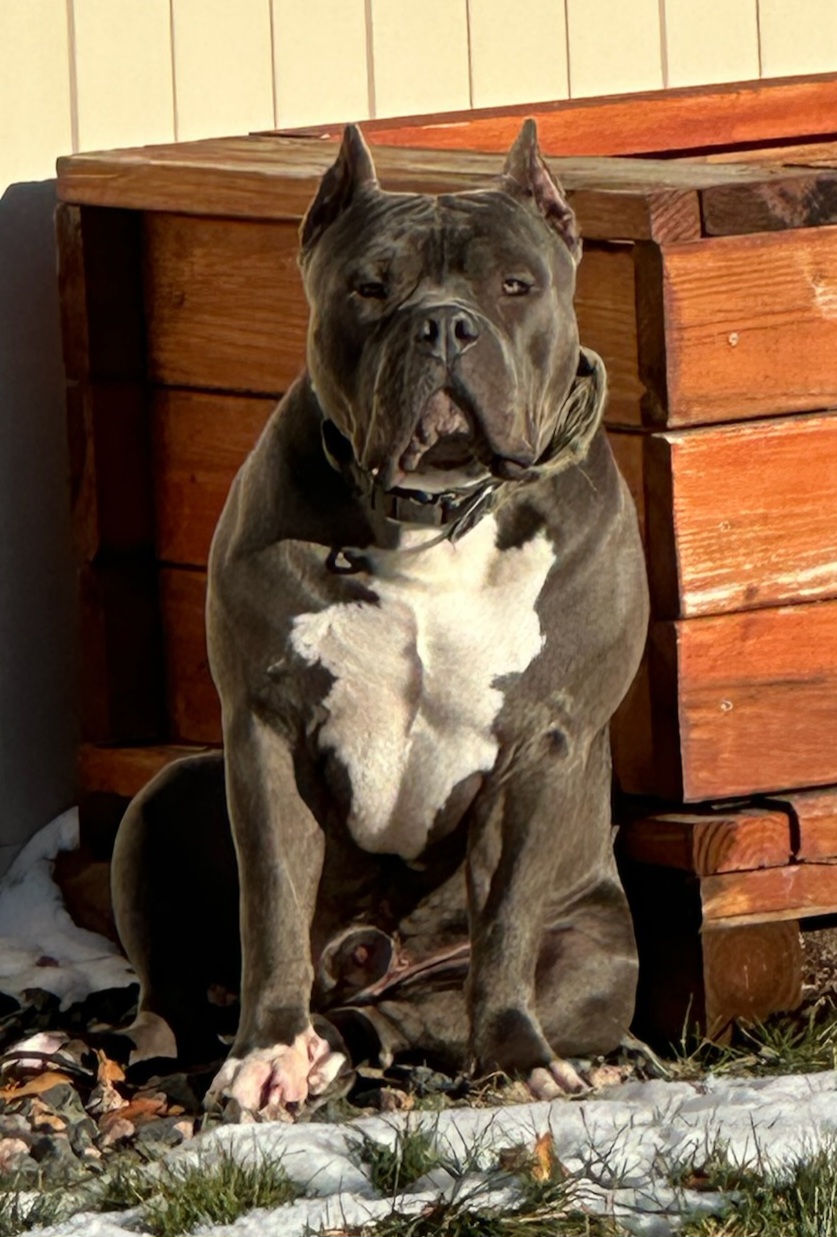 Productions ⋆ Fuller Built Bully Kennels