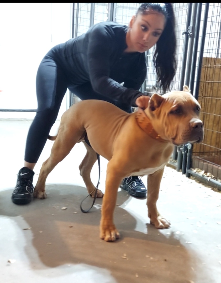 Productions ⋆ Fuller Built Bully Kennels