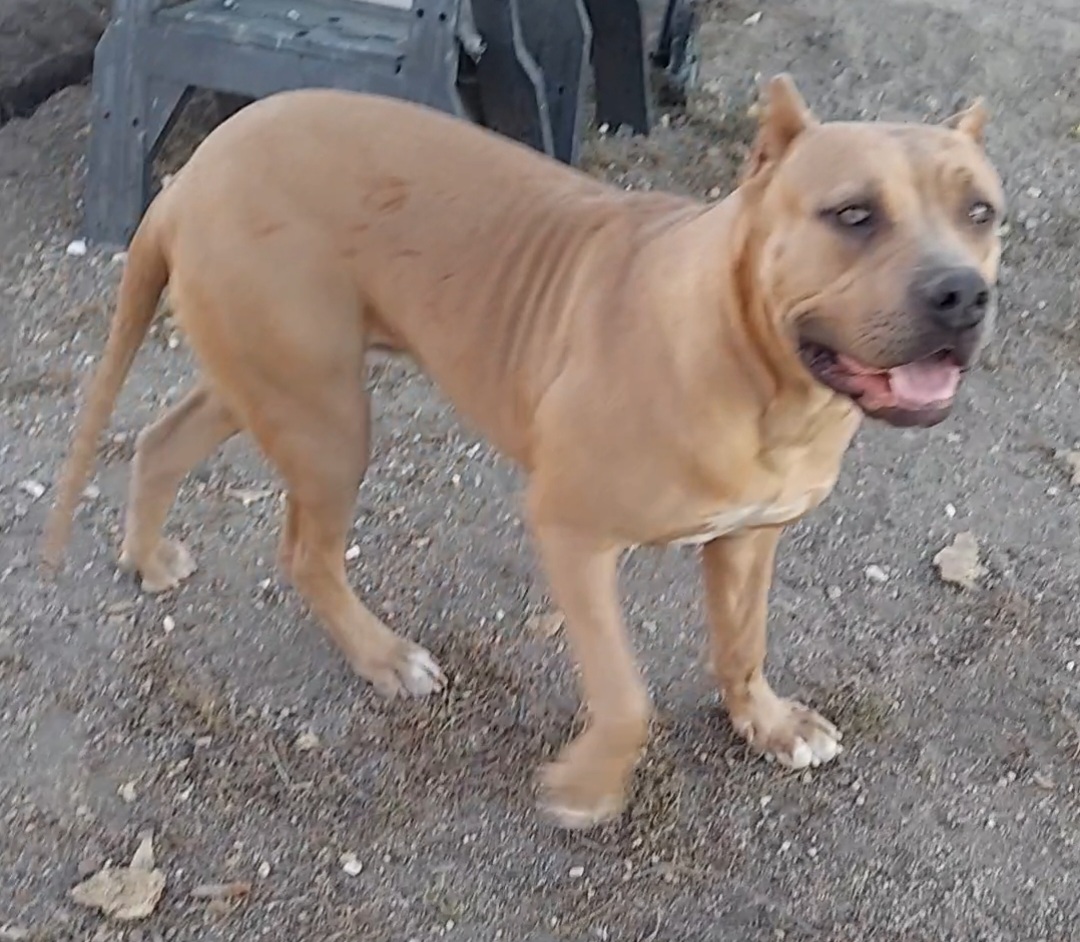 Productions ⋆ Fuller Built Bully Kennels