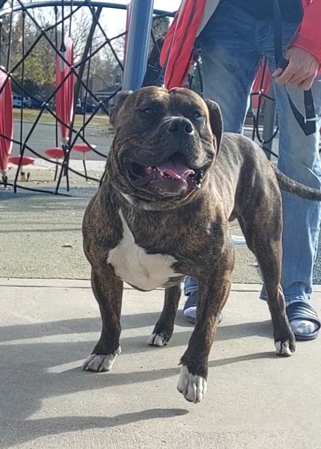 Productions ⋆ Fuller Built Bully Kennels