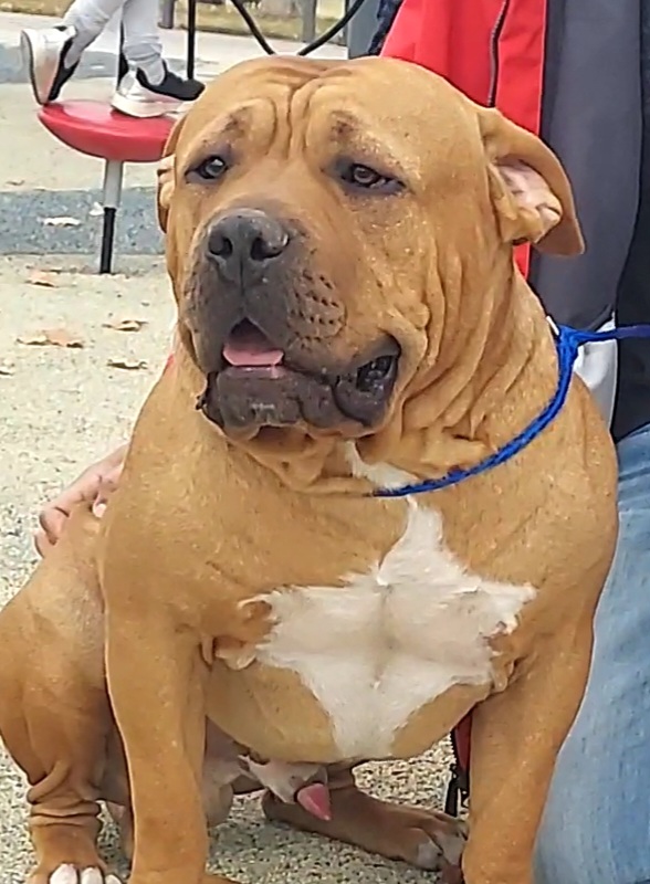 Productions ⋆ Fuller Built Bully Kennels