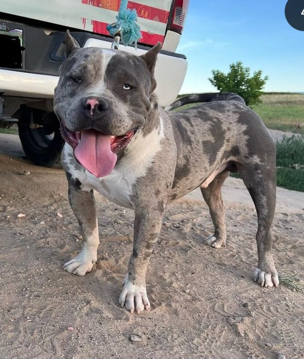 Productions ⋆ Fuller Built Bully Kennels