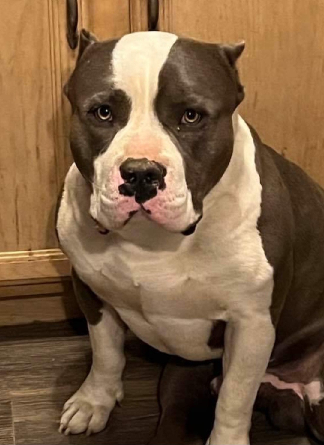 Productions ⋆ Fuller Built Bully Kennels