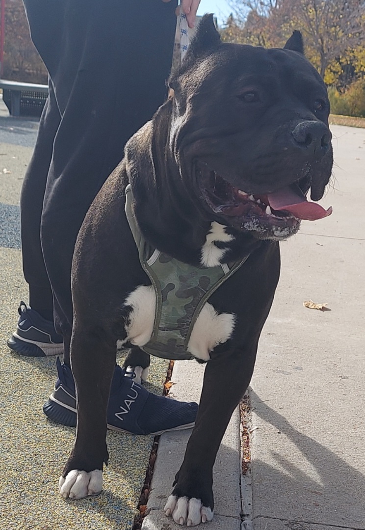Productions ⋆ Fuller Built Bully Kennels
