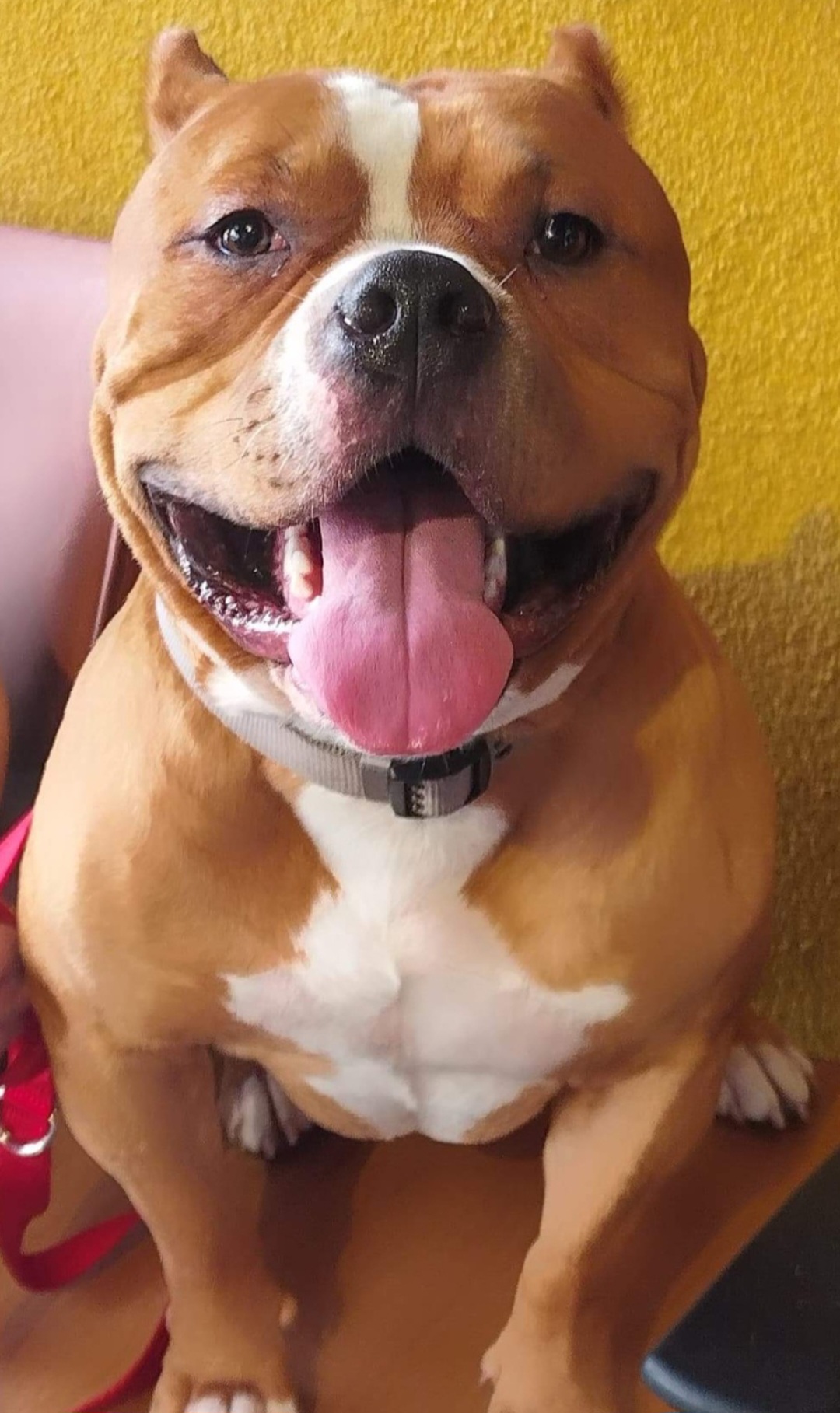 Productions ⋆ Fuller Built Bully Kennels