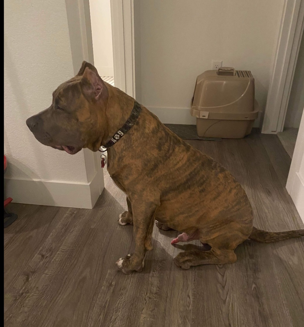Productions ⋆ Fuller Built Bully Kennels