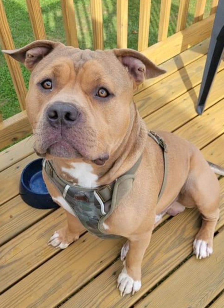 Productions ⋆ Fuller Built Bully Kennels