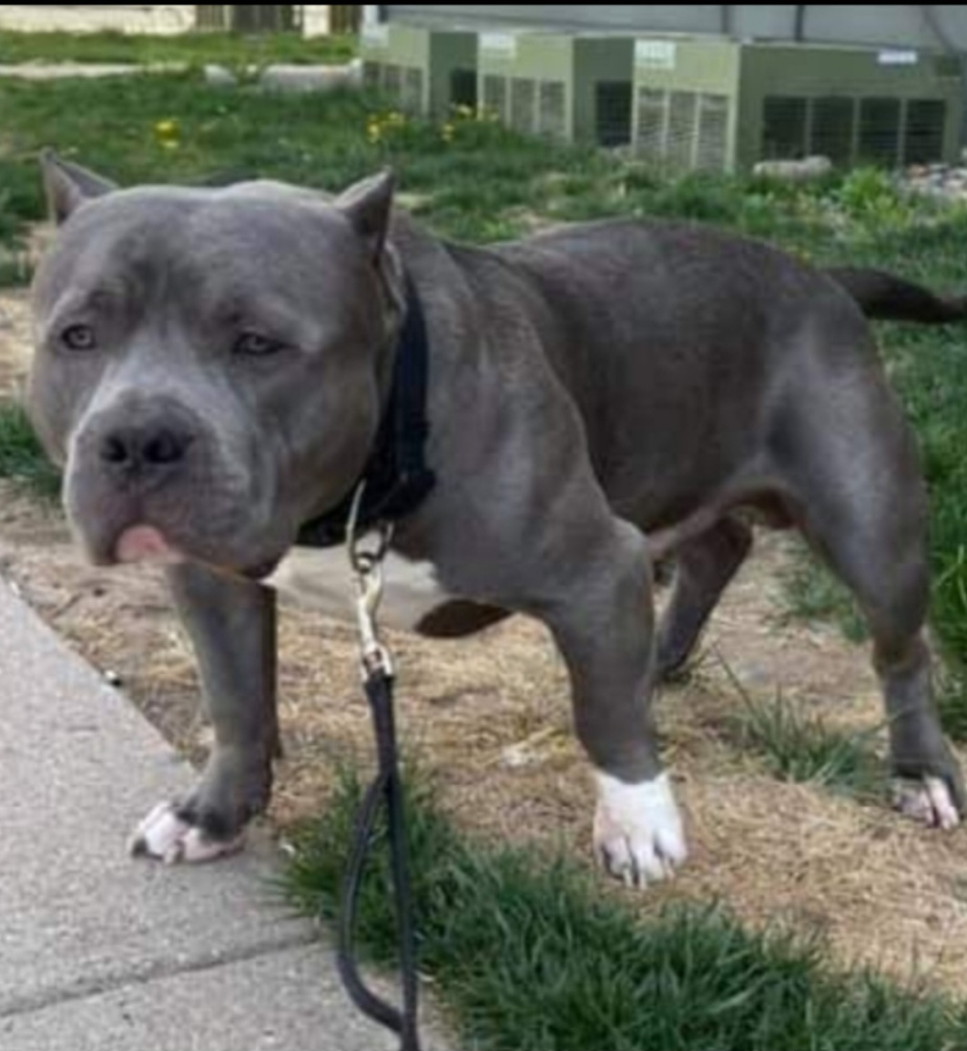 Productions ⋆ Fuller Built Bully Kennels