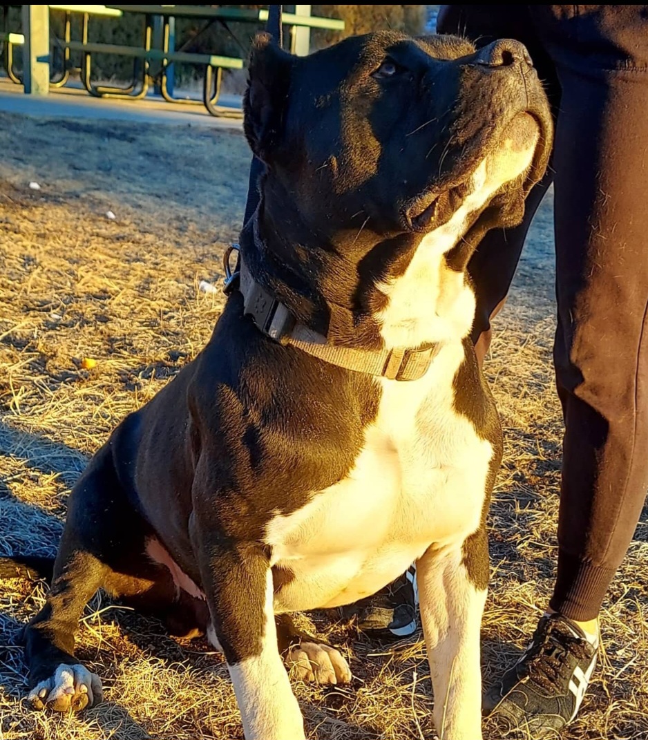 Productions ⋆ Fuller Built Bully Kennels