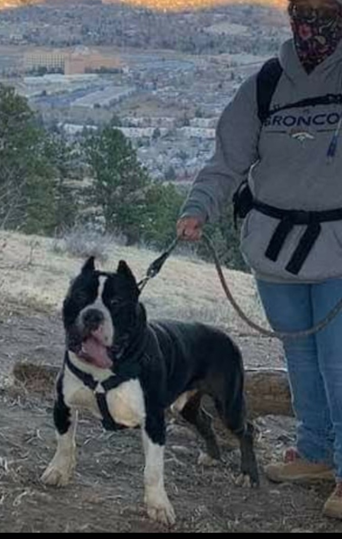 Productions ⋆ Fuller Built Bully Kennels