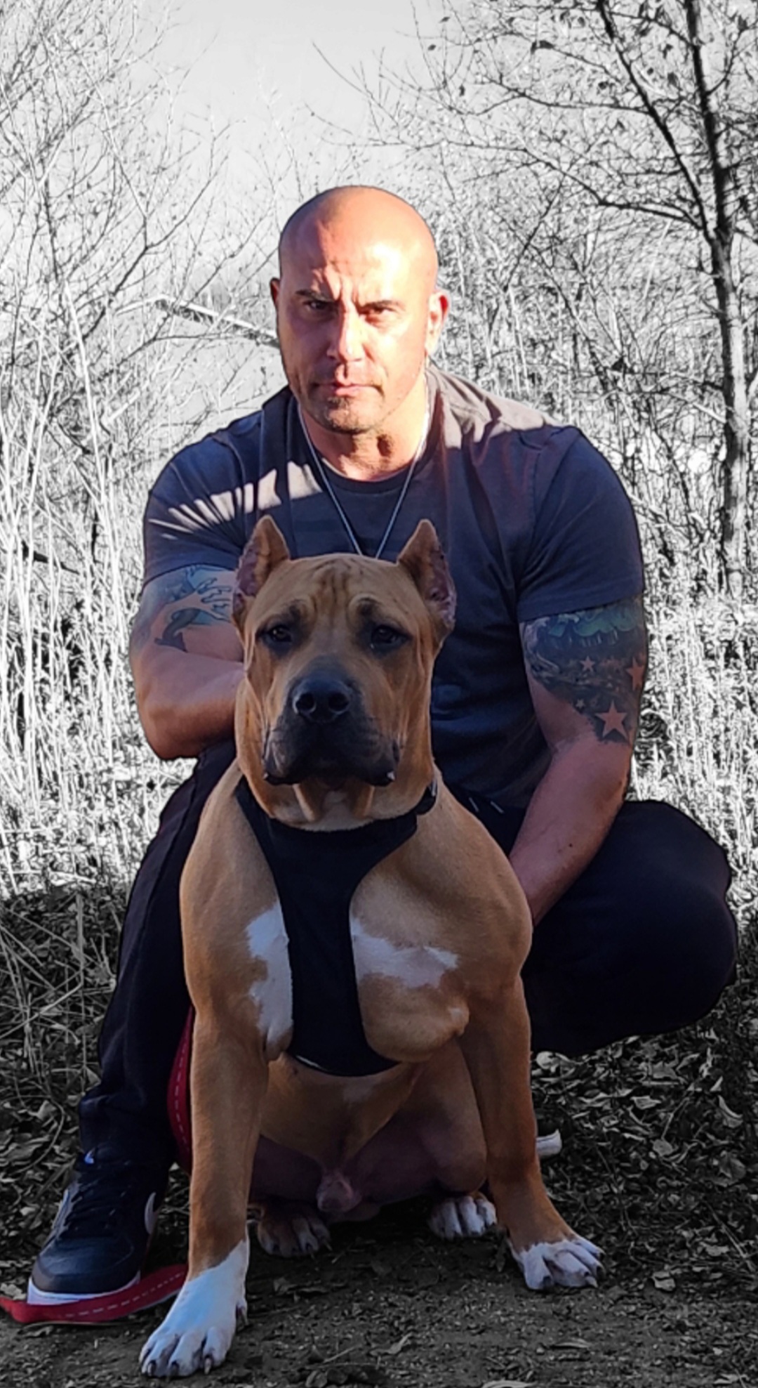 Productions ⋆ Fuller Built Bully Kennels