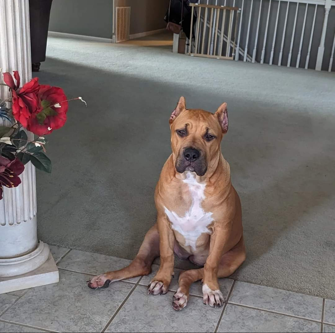Productions ⋆ Fuller Built Bully Kennels