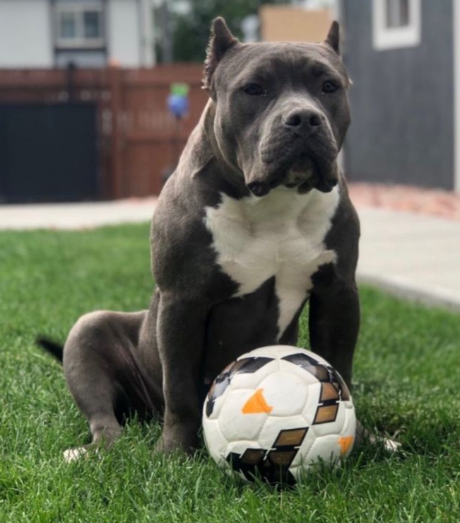 Productions ⋆ Fuller Built Bully Kennels